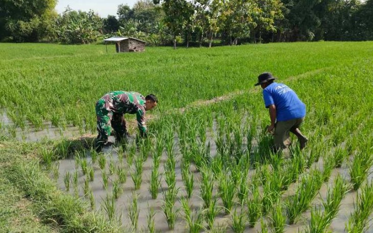 Babinsa Koramil 0803/11 Geger Bersama Anggota Poktan Tani Mulyo ...
