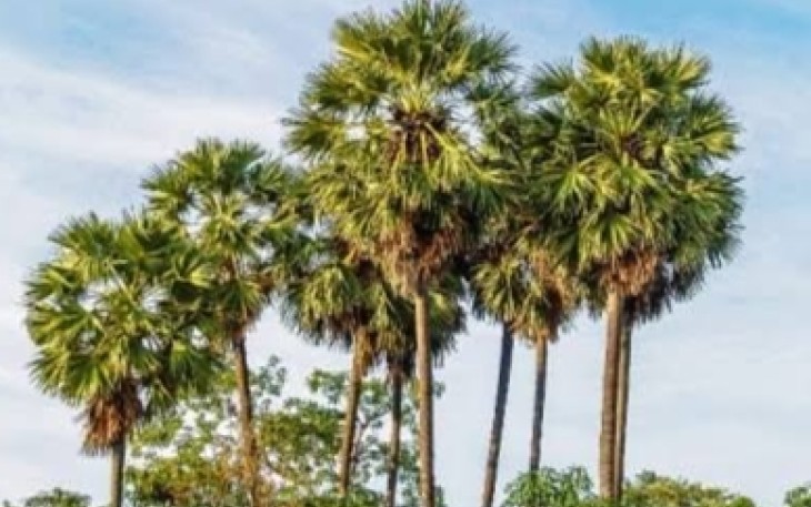 Mengenal Lebih Dekat Pohon Siwalan Di Tamansari | Klikwarta.com