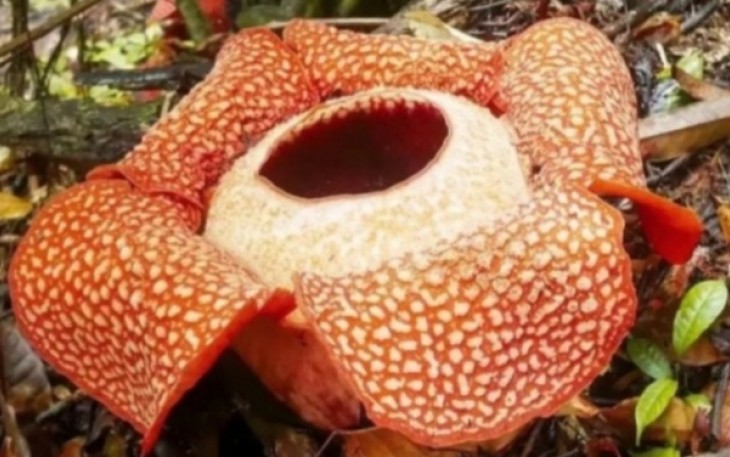 Bunga Rafflesia Mekar Sempurna di Desa Wisata Penembang, Polda Bengkulu ...